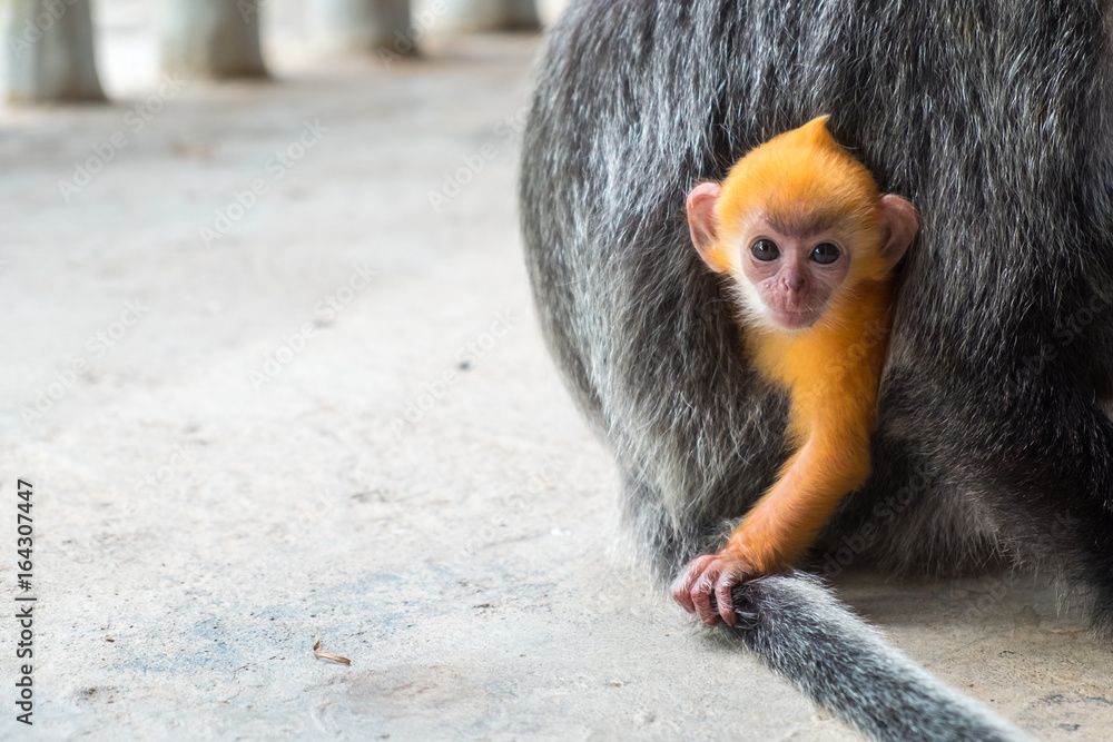 Curious baby silvery lutung monkey trying to get out mother's hug and ...
