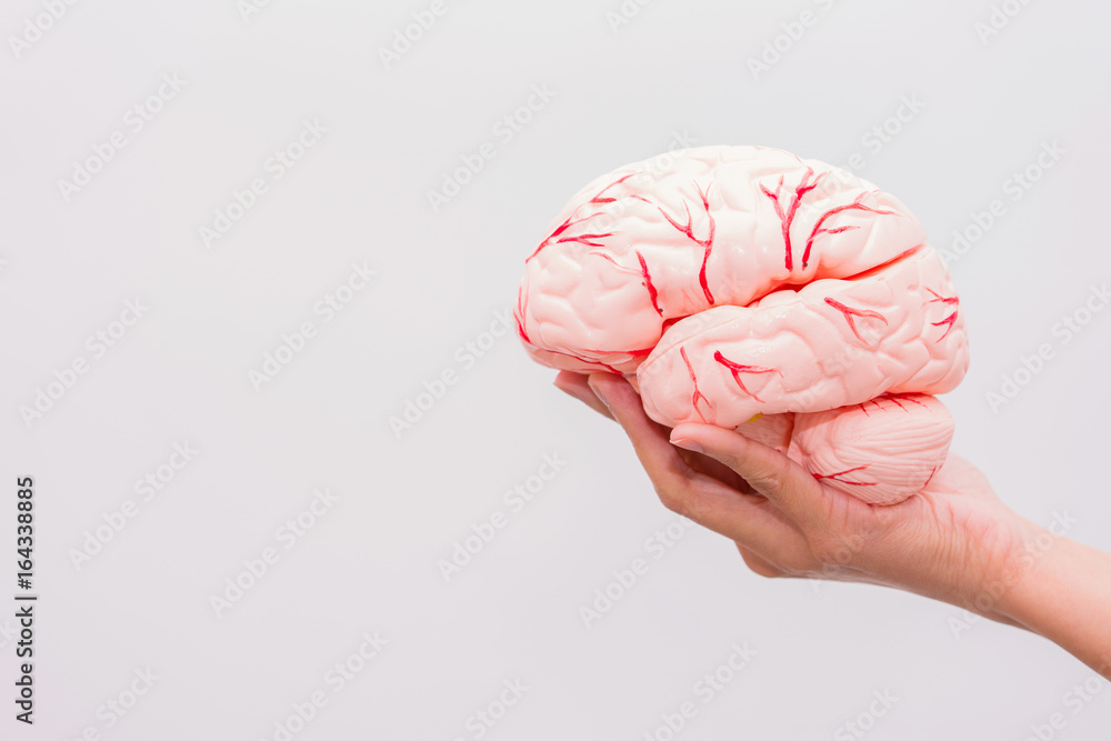 Foto de Stock Close-up of Internal organs dummy on white background ...