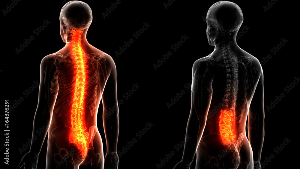 Human Skeleton Vertebral Column Anatomy (Lumbar Vertebrae) Stock ...
