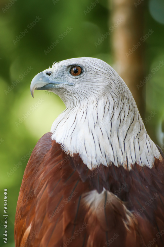 Hawk, Hawk eyes, red wing color hawk, Brahminy Kite is Flying Predators ...