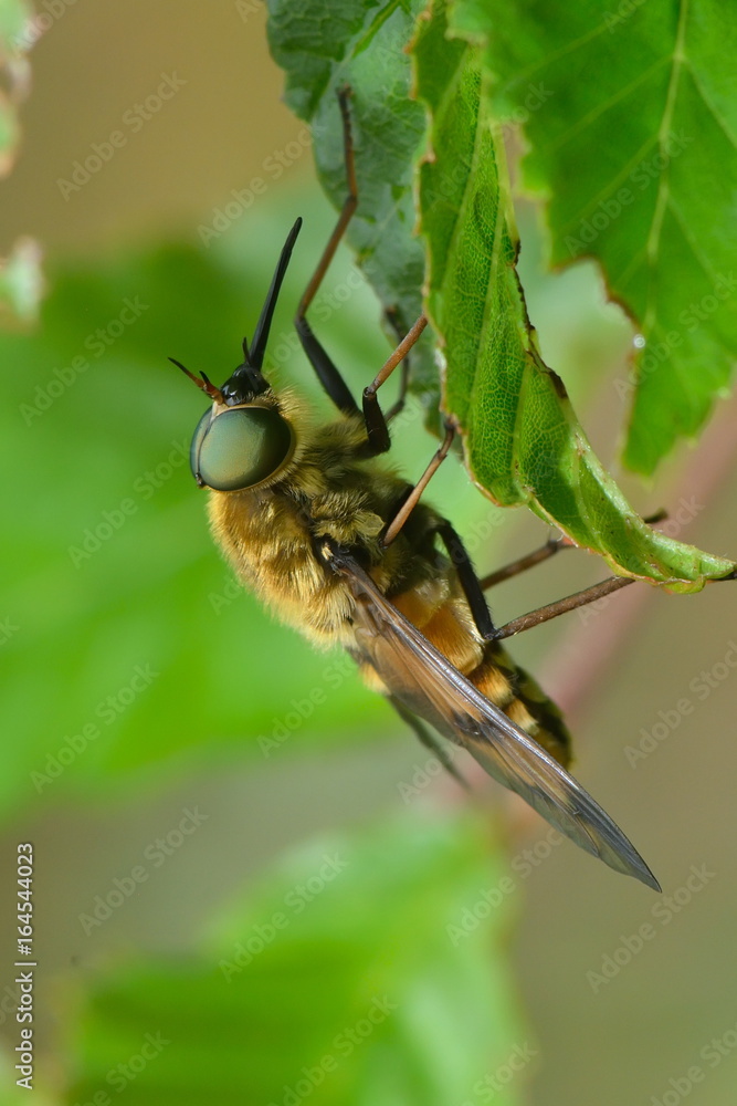 pale giant horse-fly outdoor (tabanus bovinus) Stock Photo | Adobe Stock