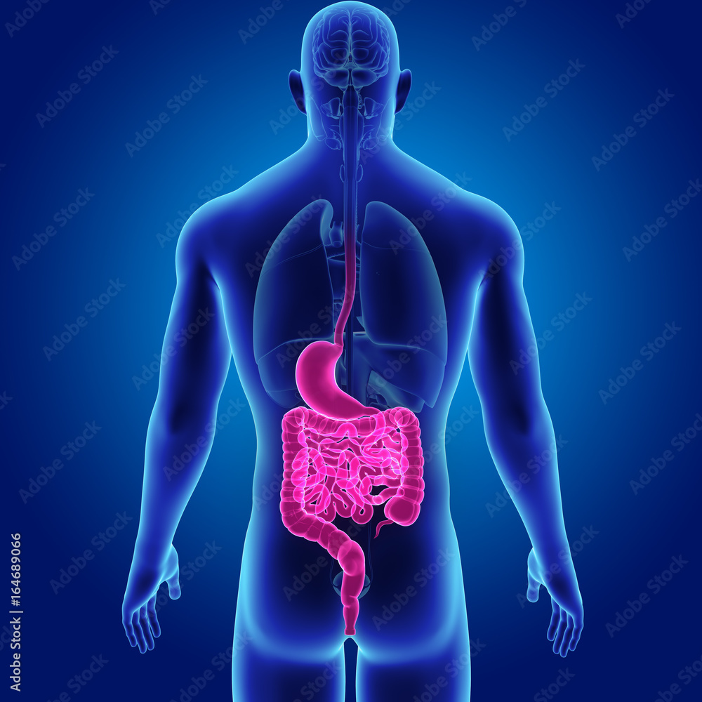 Stomach and intestine with organs posterior view Stock Illustration ...