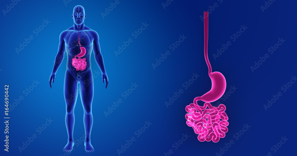 Stomach and small intestine zoom with organs anterior view Stock Photo ...