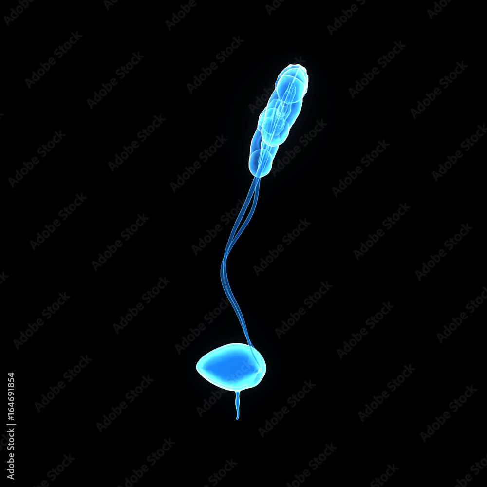 Urinary system lateral view Stock Photo | Adobe Stock