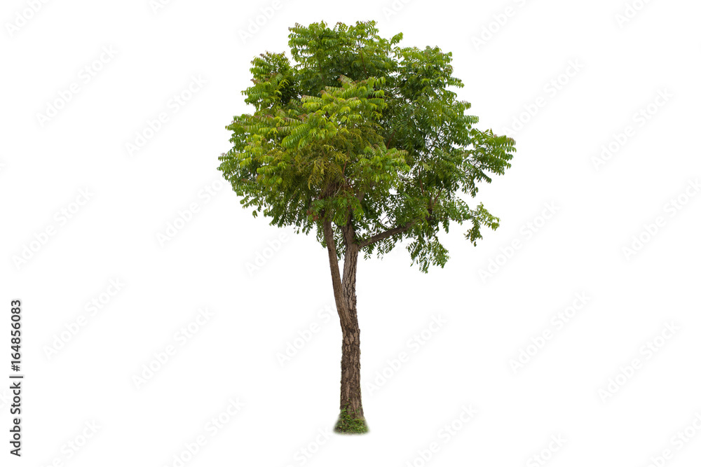 Neem tree white background Stock Photo | Adobe Stock