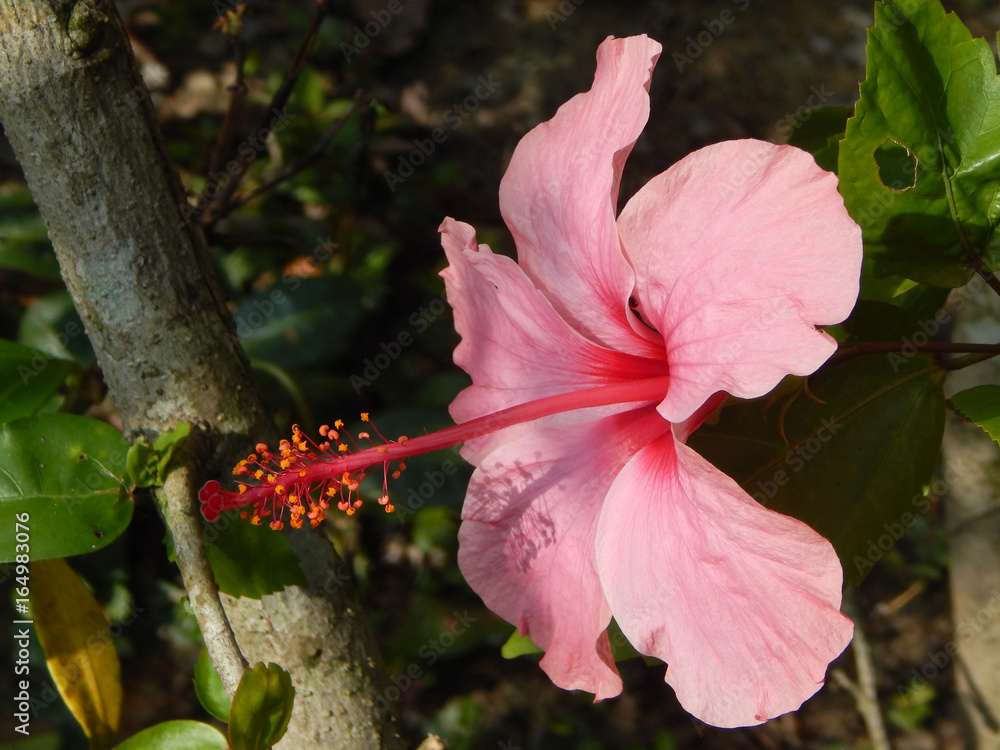 Hibiscus rosa-sinensis or is a genus of flowering plants in the mallow ...