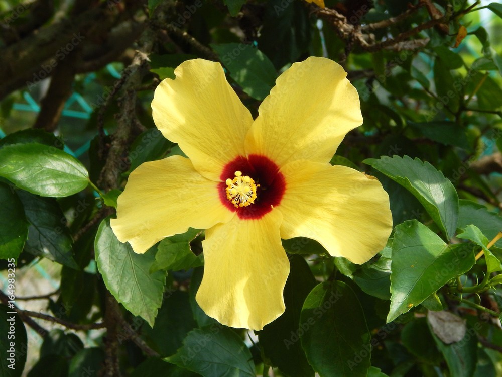Hibiscus rosa-sinensis or is a genus of flowering plants in the mallow ...