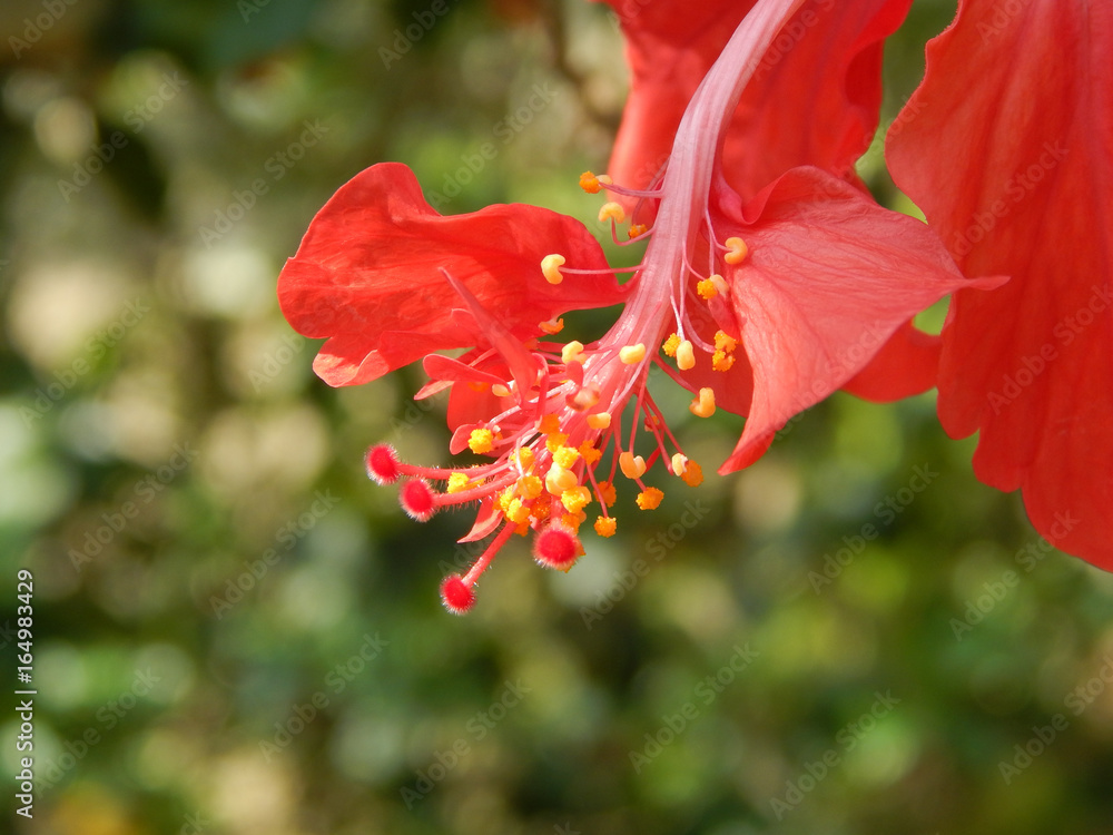 Hibiscus rosa-sinensis or is a genus of flowering plants in the mallow ...