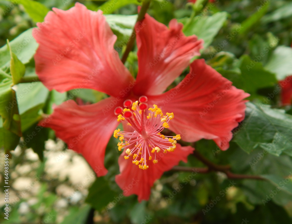 Hibiscus rosa-sinensis or is a genus of flowering plants in the mallow ...