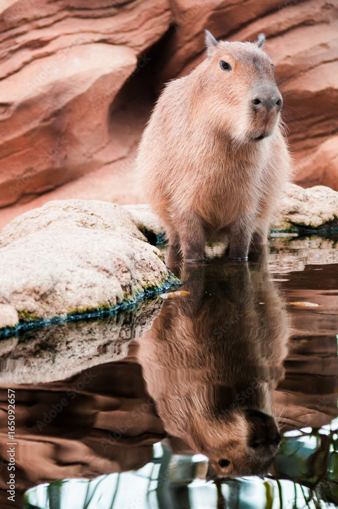 Capybara, Kapibara, Chigüire Stock Photo | Adobe Stock