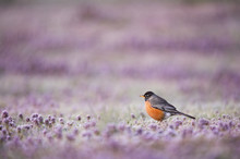 American Robin In Clover Free Stock Photo - Public Domain Pictures