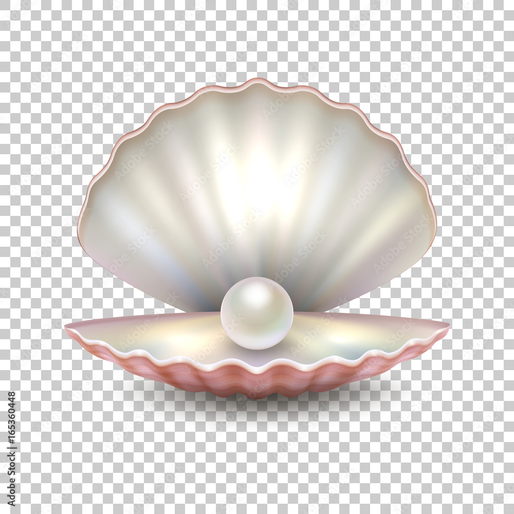 Realistic vector beautiful natural open sea pearl shell closeup ...