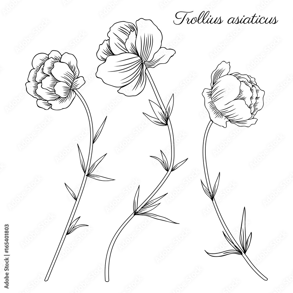 Trollius asiaticus flowers, globeflower hand drawn vector sketch ...