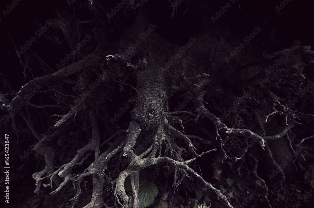 dark tree roots forest detail background Stock Photo | Adobe Stock