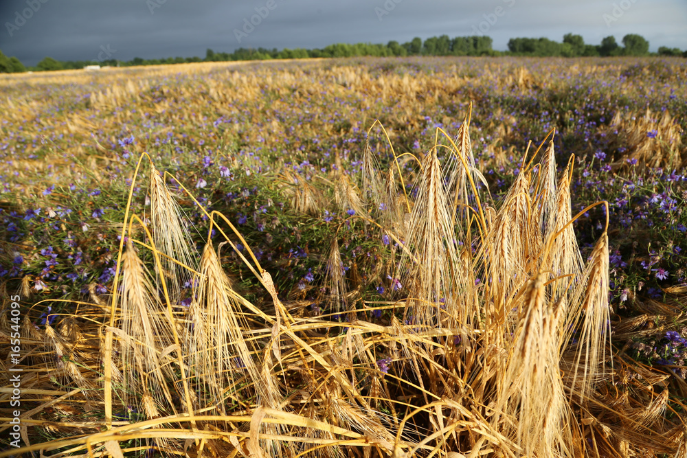Weizenfeld mit Kornblumen nach Hagel und Sturm im goldenen Abendlicht ...