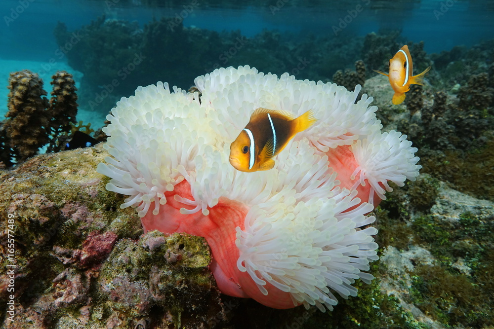 Sea anemone Heteractis magnifica with tropical fish orange-fin ...