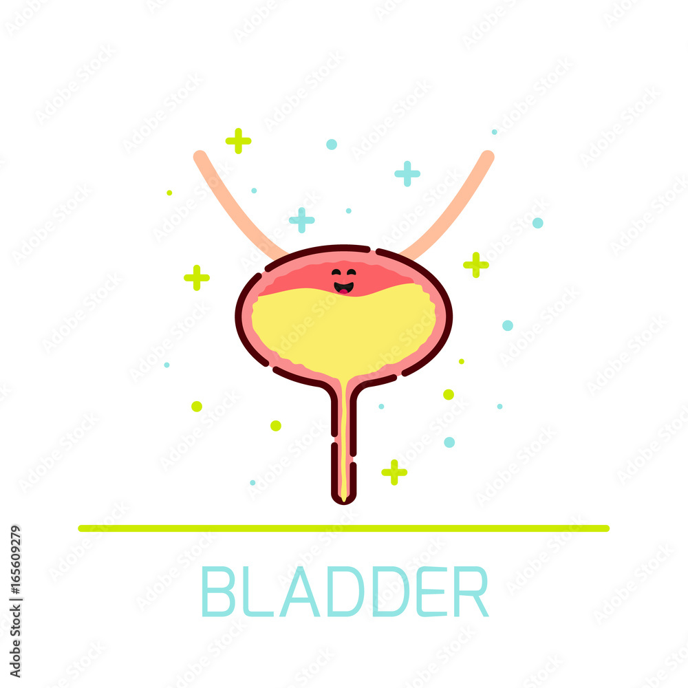 Cute healthy bladder icon made in cartoon style. Human body organs ...