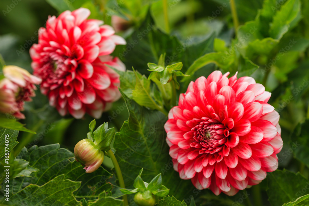 dahlia flowers Stock Photo | Adobe Stock
