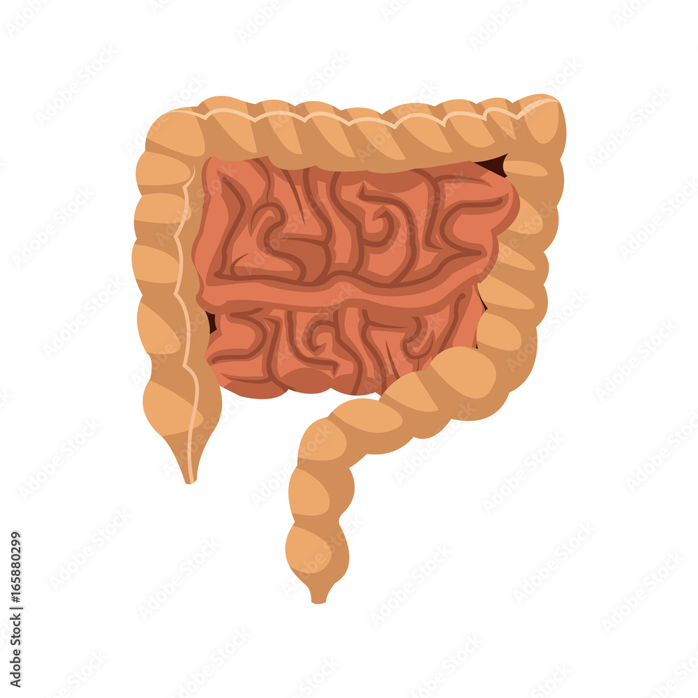 Human intestines in digestive system infographic. Large and small ...