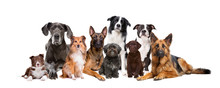 Nine Dogs Free Stock Photo - Public Domain Pictures