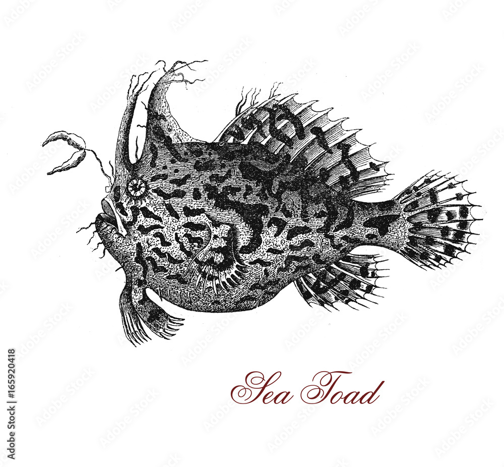 Vintage engraving of sea toad, anglerfish of deep sea, at least 2,460 m ...