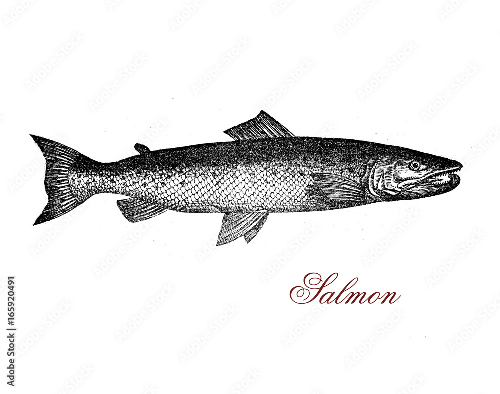 Vintage engraving of salmon,it lives in fresh water, but oft spends ...