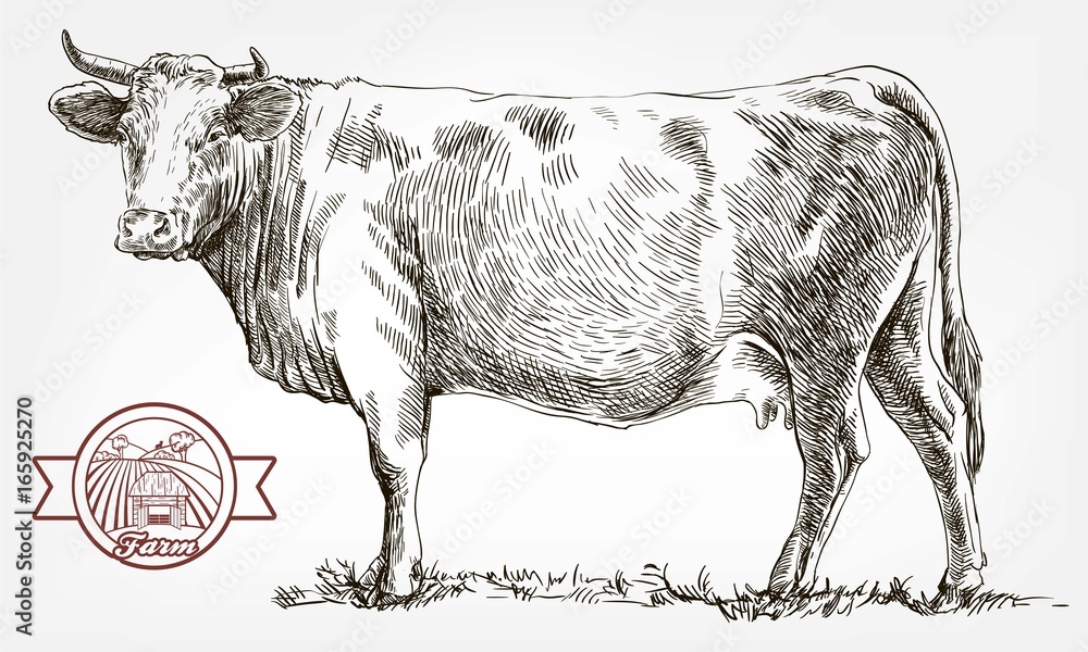 breeding cow. animal husbandry. livestock Stock Vector | Adobe Stock