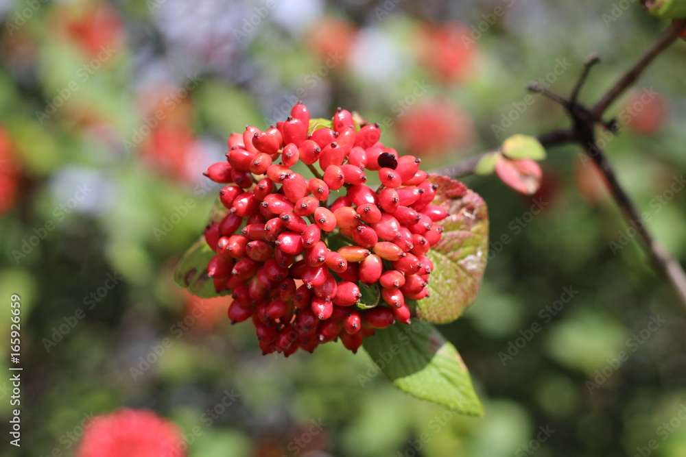 The fruit Viburnum lantana. Is an green at first, turning red, then ...