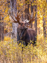 Autumn Fall Moose Free Stock Photo - Public Domain Pictures