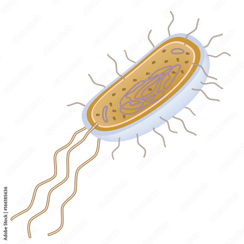 Structure of a bacterial cell, unlabeled. Stock Illustration | Adobe Stock