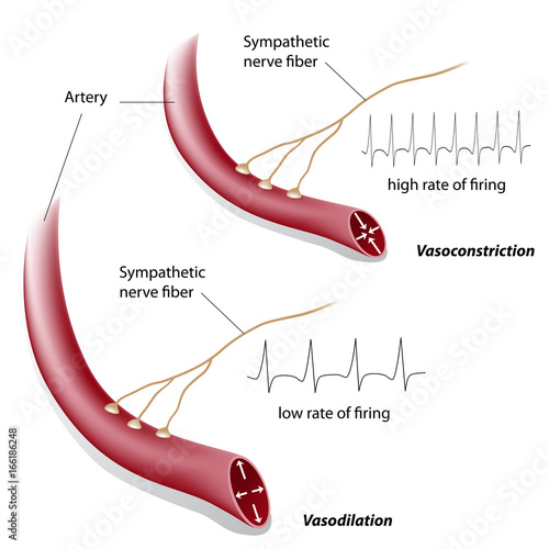 Vasoconstriction and vasodilation control Stock Illustration | Adobe Stock