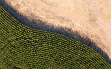 Green Ploughed Field - Curved Lines Free Stock Photo - Public Domain ...