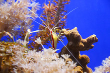 Pacific Cleaner Shrimp Free Stock Photo - Public Domain Pictures