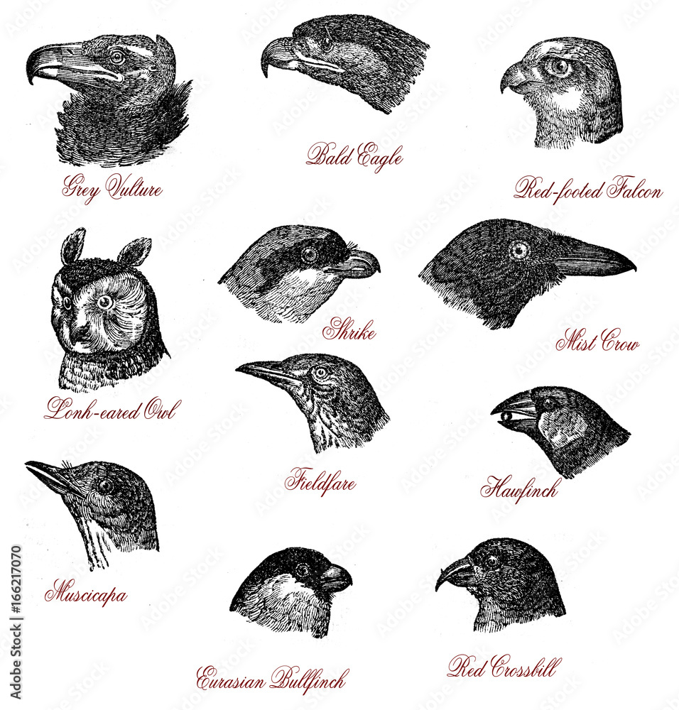 Portraits of different wildlife bird heads: vulture, eagle, falcon, owl ...