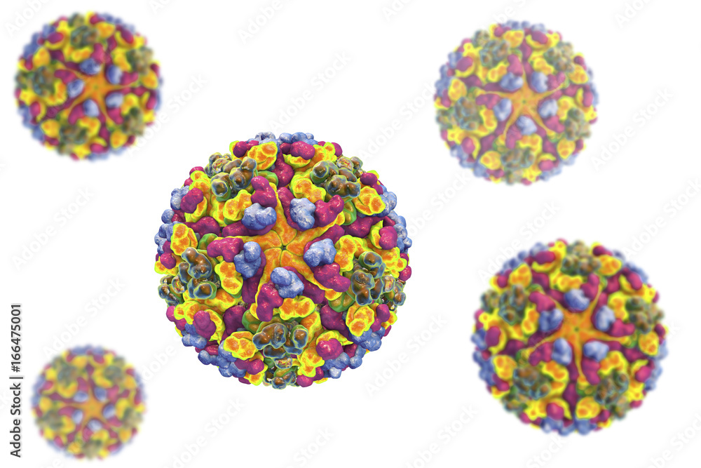 Western equine encephalitis virus, 3D illustration. An RNA Alphavirus ...