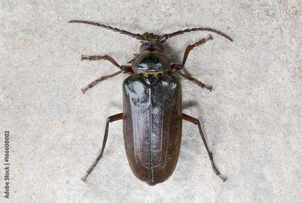 California prionus beetle (Prionus californicus) also called prionus ...