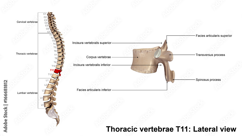 Thoracic vertebrae T11_Lateral view Stock Photo | Adobe Stock