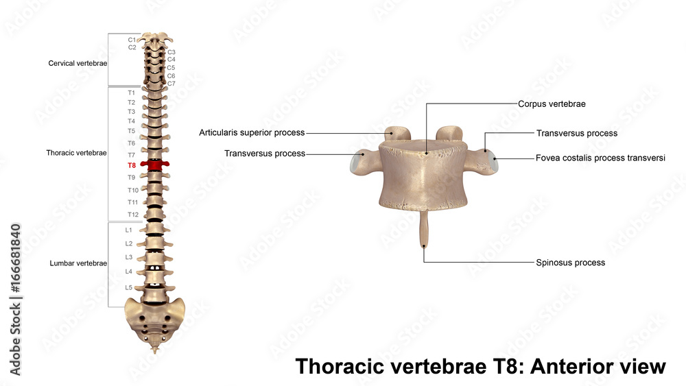 Thoracic vertebrae T8_Anterior view Stock Illustration | Adobe Stock