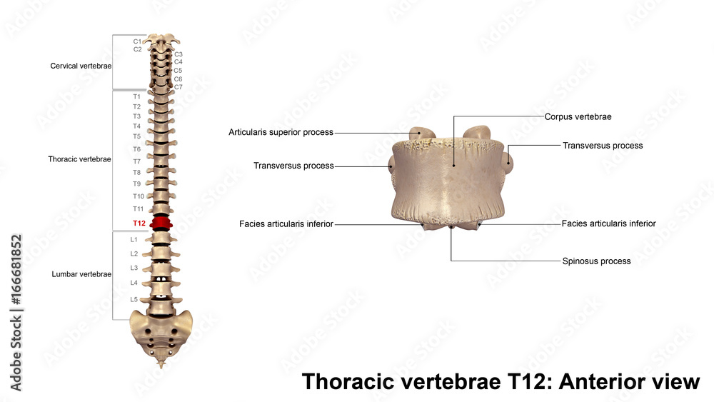 Thoracic vertebrae T12_Anterior view Stock Photo | Adobe Stock