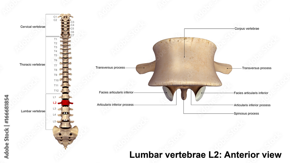 Lumbar vertebrae L2_Anterior view Stock Photo | Adobe Stock