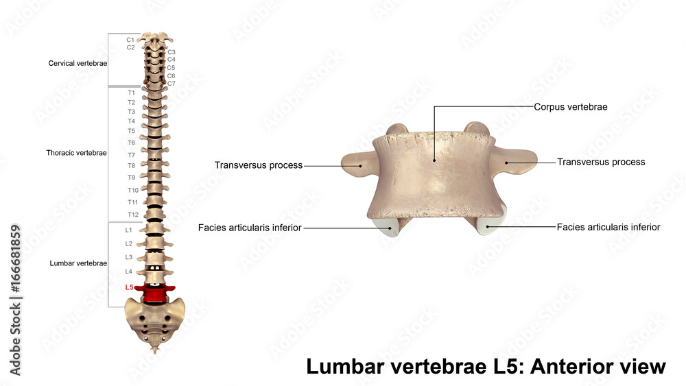 Lumbar vertebrae L5_Anterior view Stock Photo | Adobe Stock