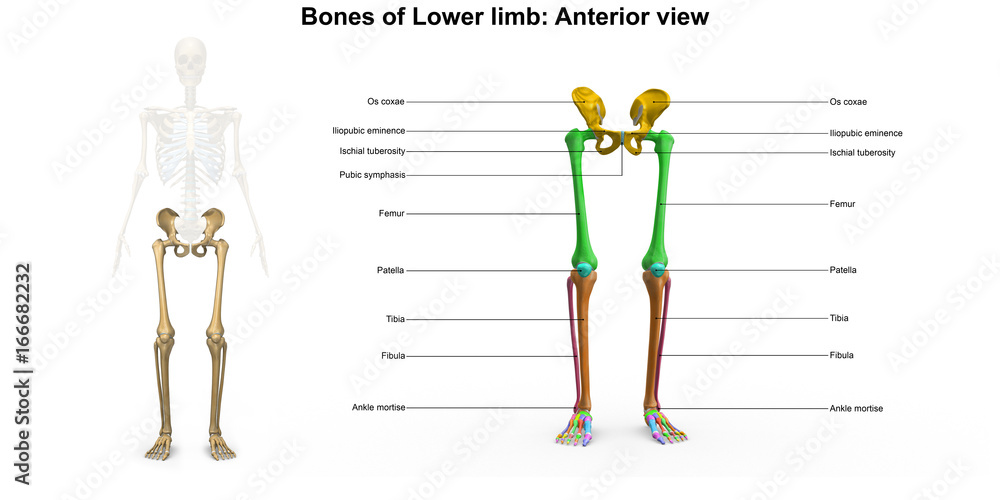 Lower limb_Anterior view Stock Photo | Adobe Stock