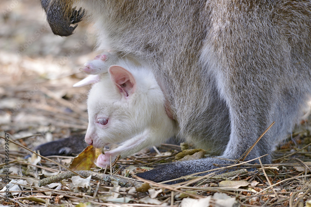 Closeup albino joey Red-necked wallaby or wallaby of Bennett (Macropus ...