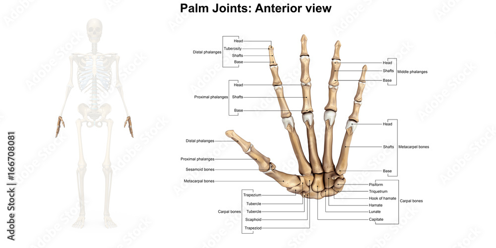 Left hand_Anterior(palmar) view Stock Photo | Adobe Stock