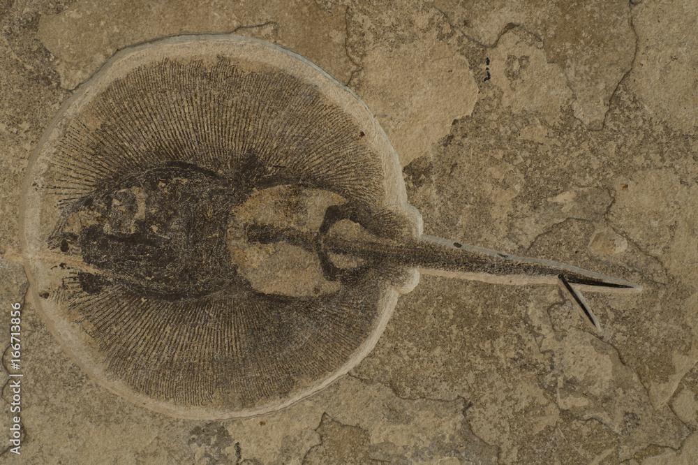 Versteinerter Urzeit Fisch Dinosaurier Fossil Stock Photo | Adobe Stock