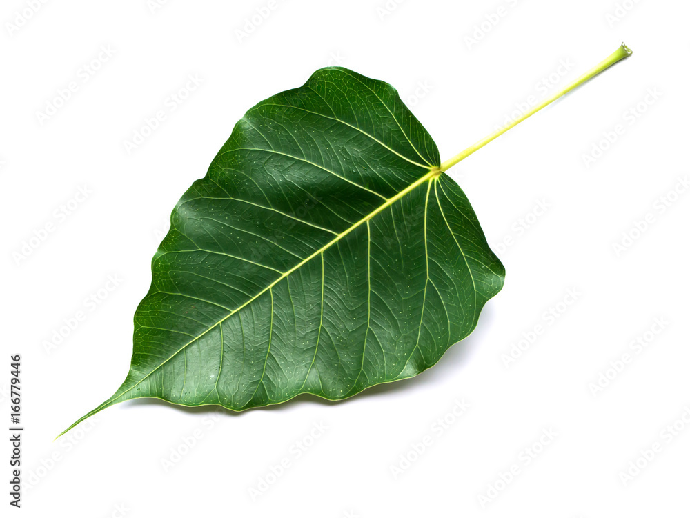 Green Bodhi leaves isolate on white background. Stock Photo | Adobe Stock