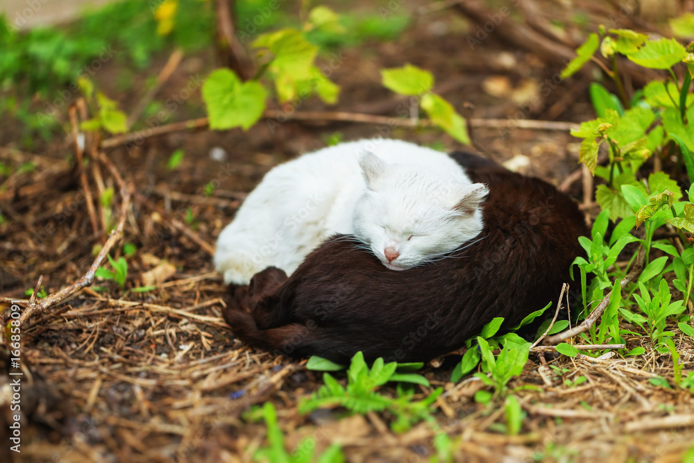 Two homeless cats are sleeping together at yin yang pose outdoors in ...