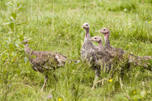 Wild Turkey Hen And Babies In Grass Free Stock Photo - Public Domain ...