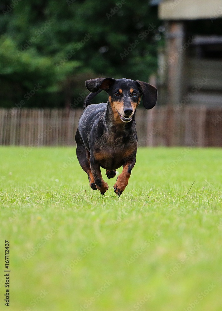 Tiger Dackel rennt durch den Garten Stock Photo | Adobe Stock