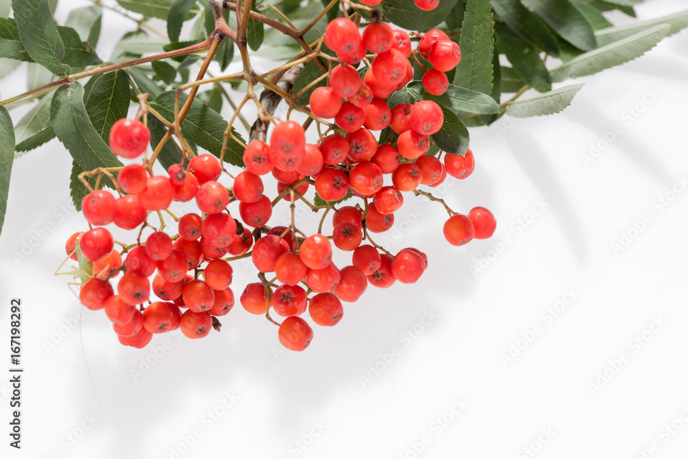 Vogelbeeren, Eberesche, Sorbus aucuparia Stock Photo | Adobe Stock